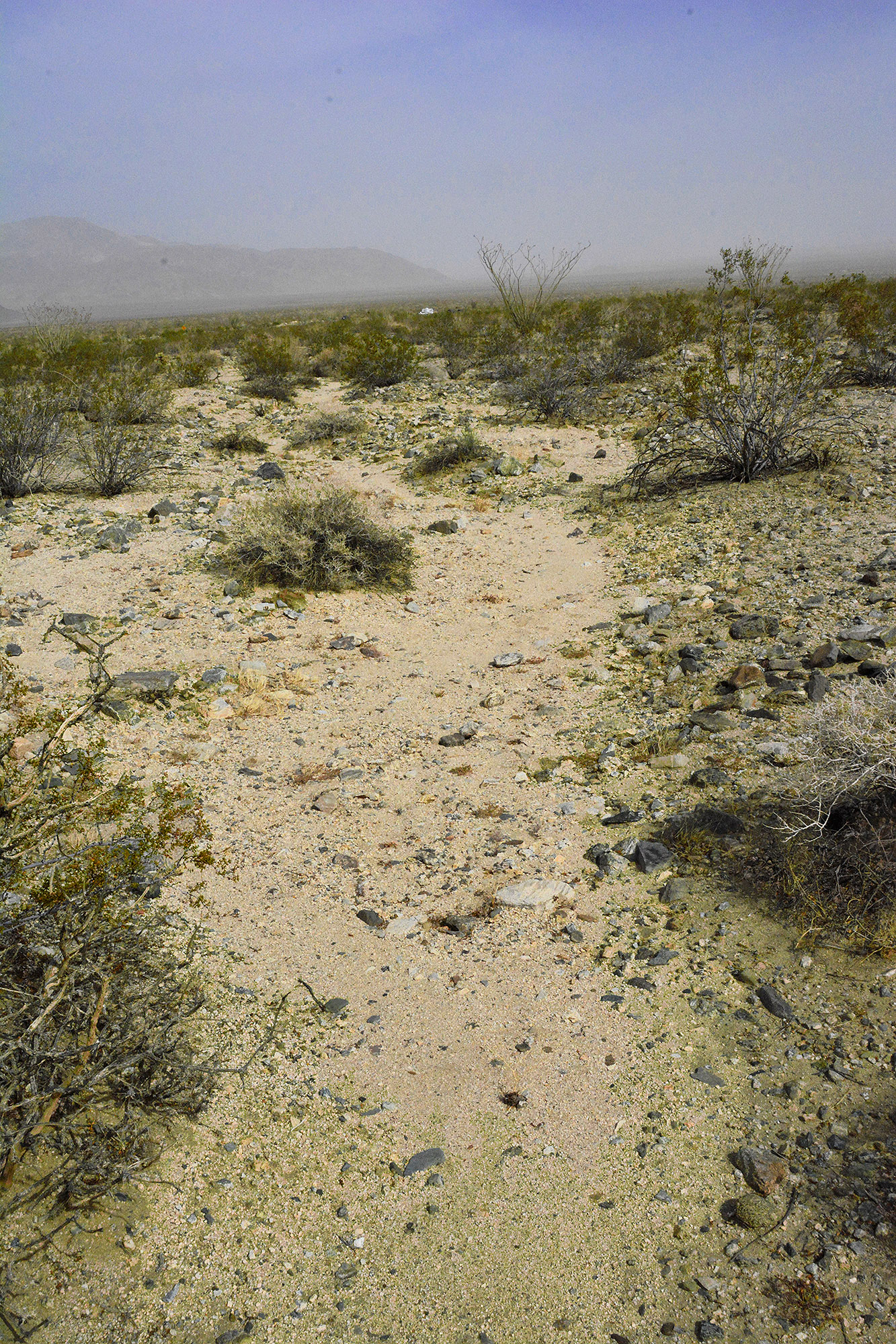 Desert Washes and Desert Soils | DesertPlants.Org