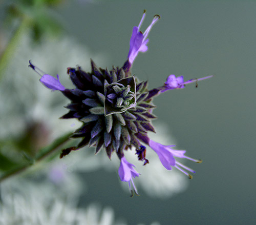 Cleveland Sage (Salvia clevelandii, wonderfully fragrant ...